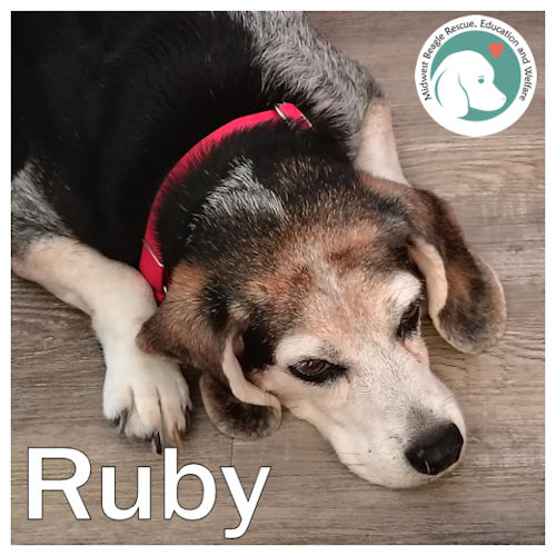 Beaglefest – Midwest BREW