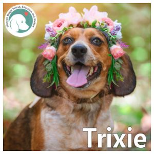 Midwest BREW - Beaglefest Annual Fundraising Event